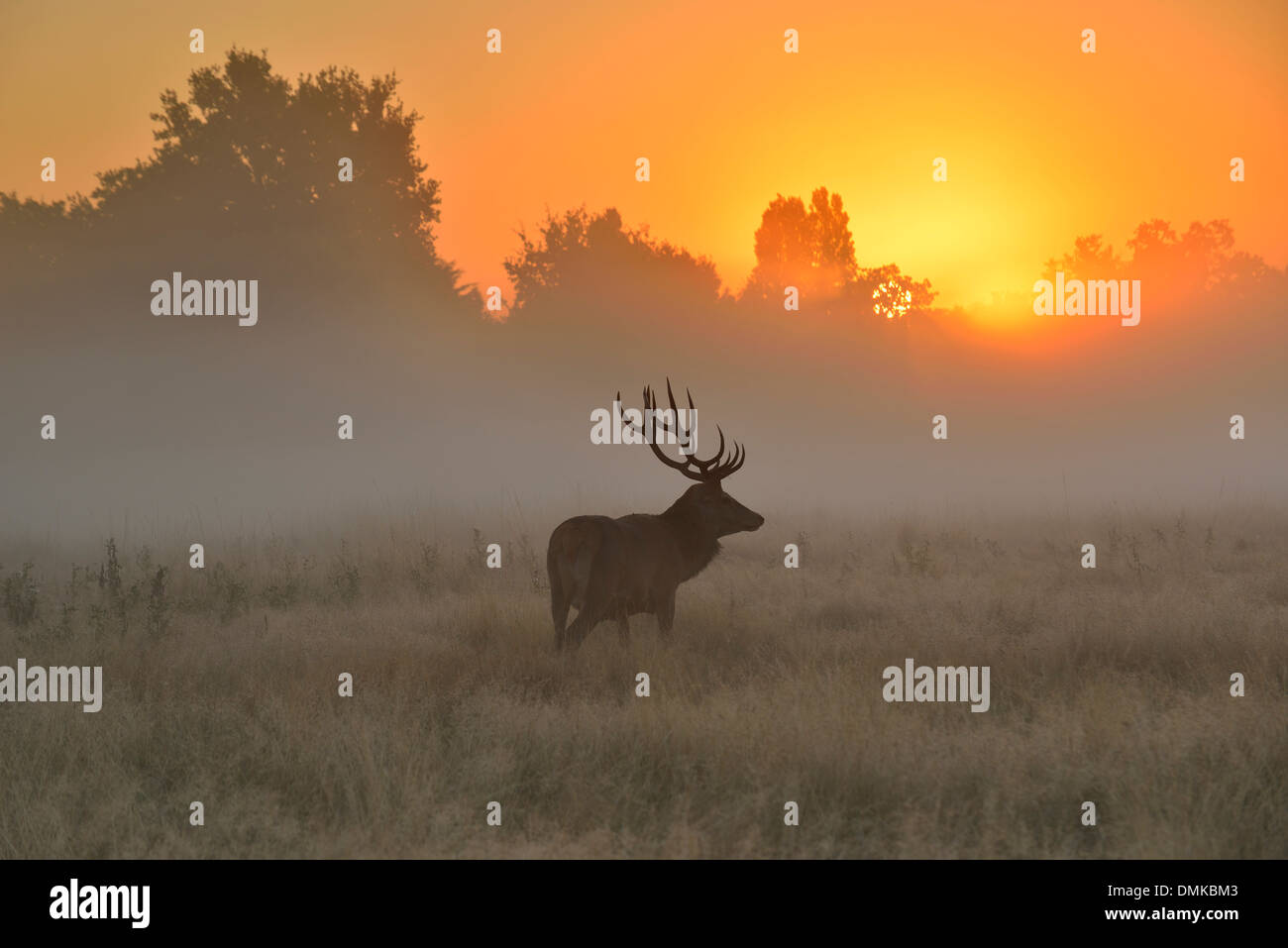 Stag at sunrise hi-res stock photography and images - Alamy