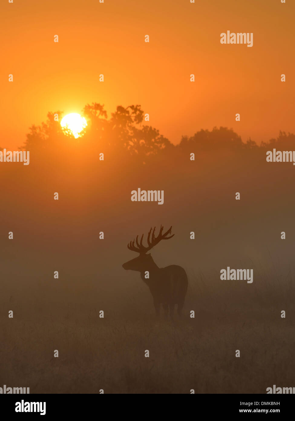 Stag at sunrise hi-res stock photography and images - Alamy
