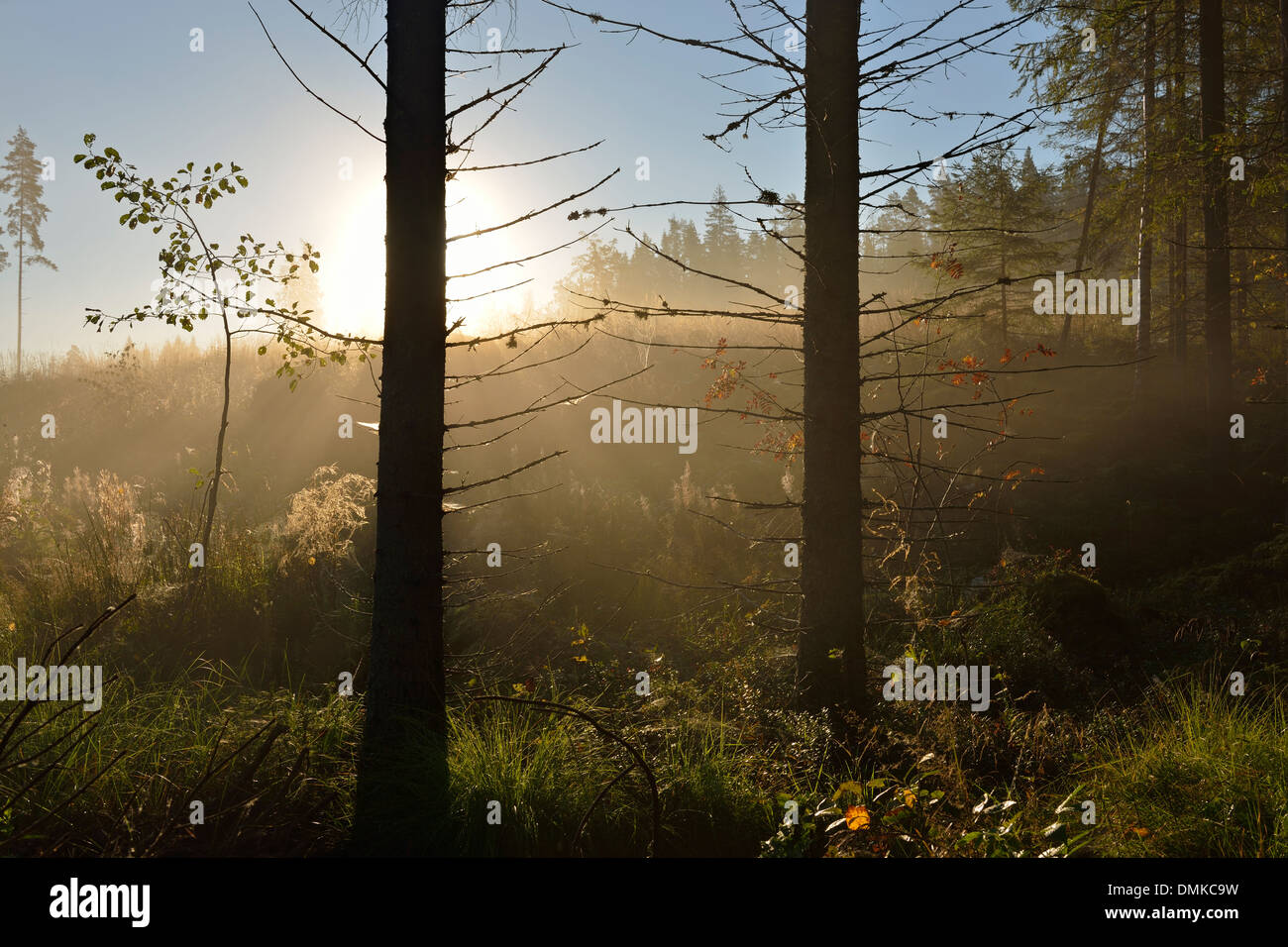 Misty autumn morning, Southern Finland Stock Photo - Alamy