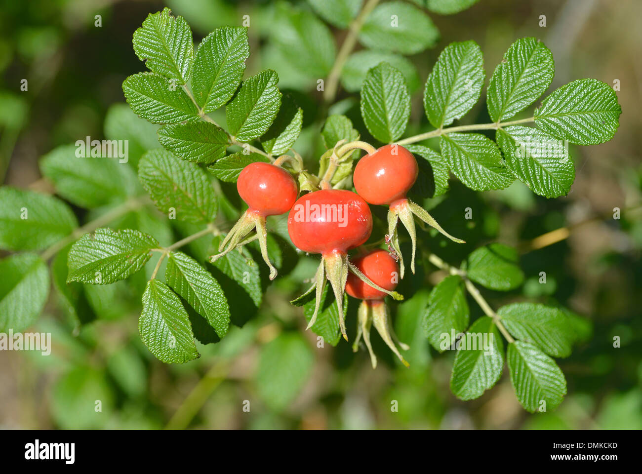 Red rosehips, Finland Stock Photo - Alamy