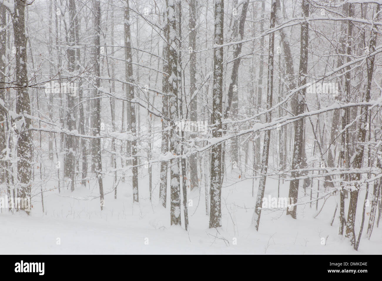 Winter snow falling in trees in Western New York State Stock Photo - Alamy