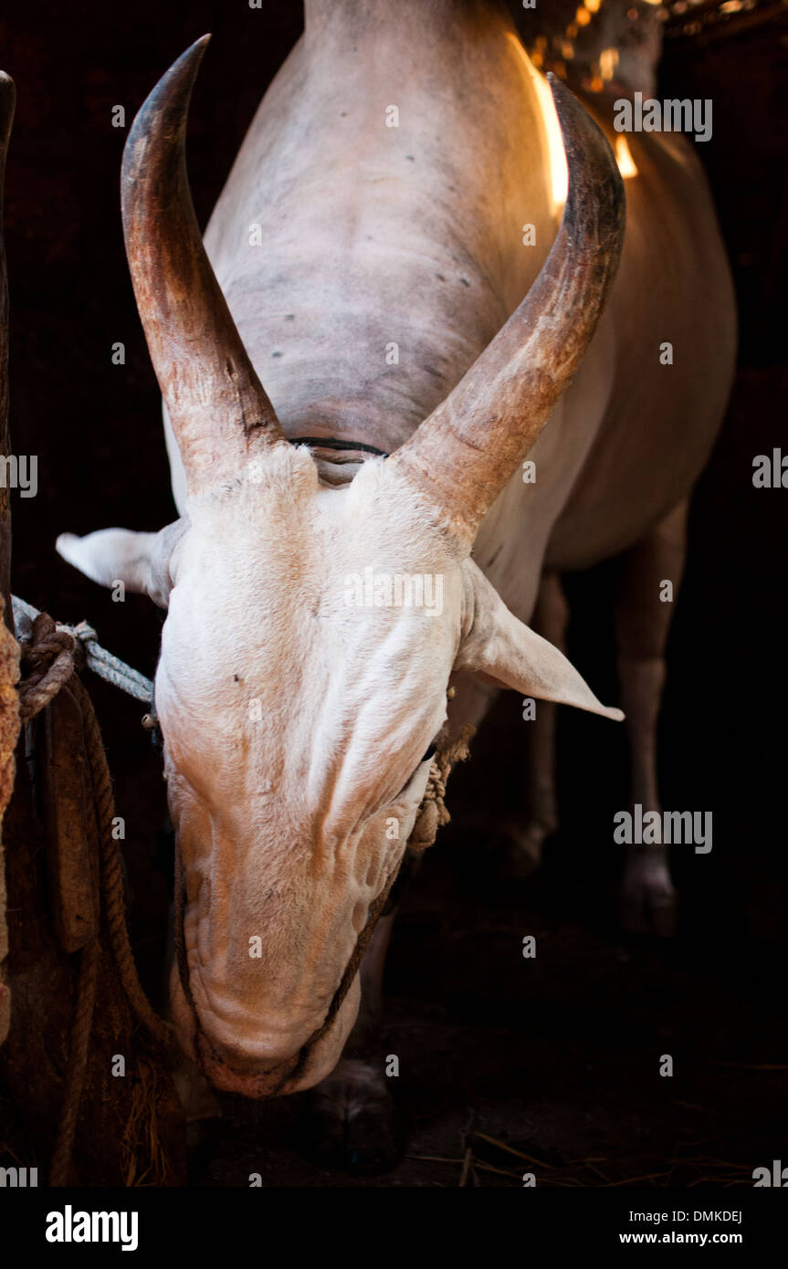 Strong bull hi-res stock photography and images - Alamy