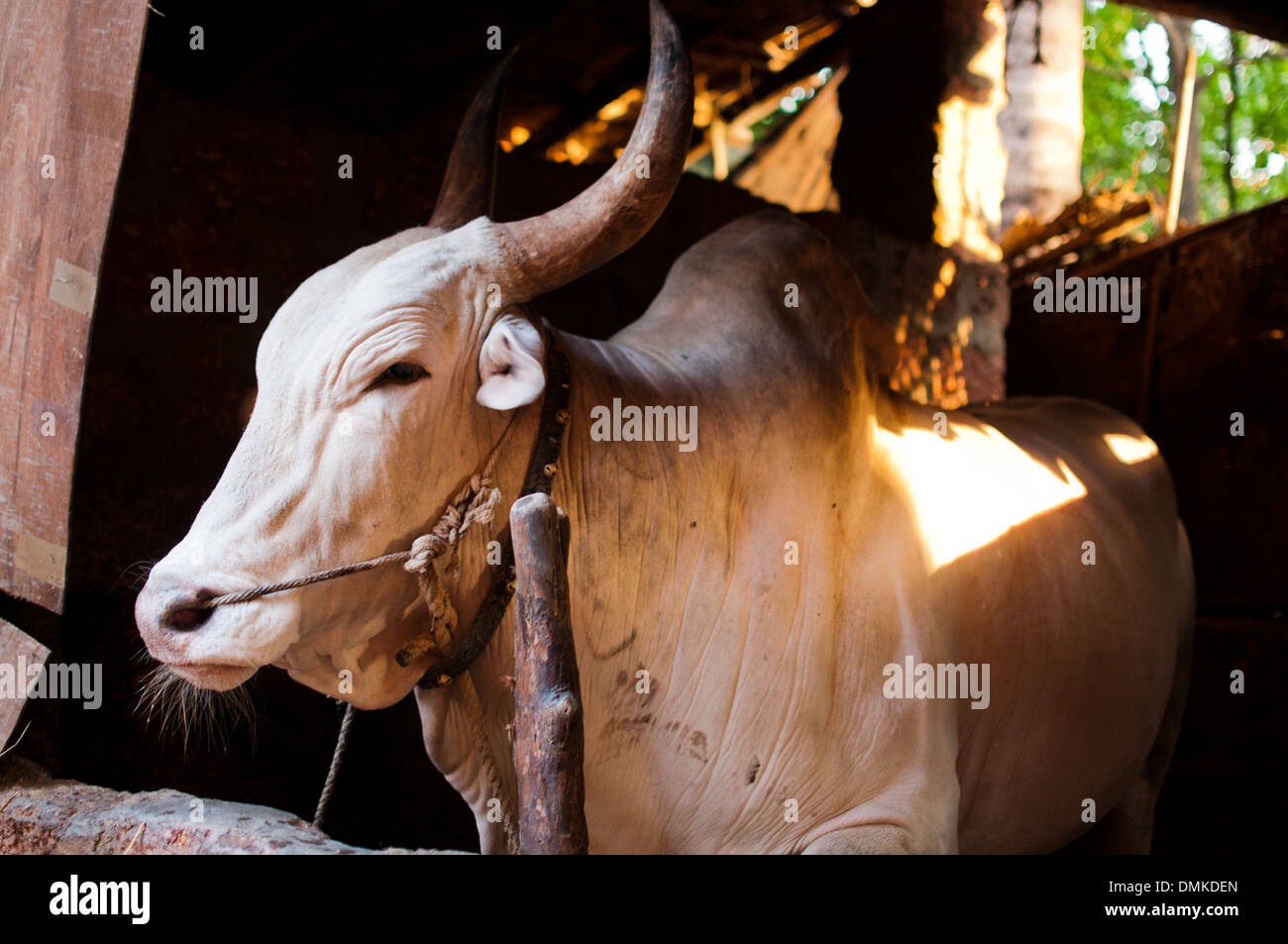 White bull hi-res stock photography and images - Alamy