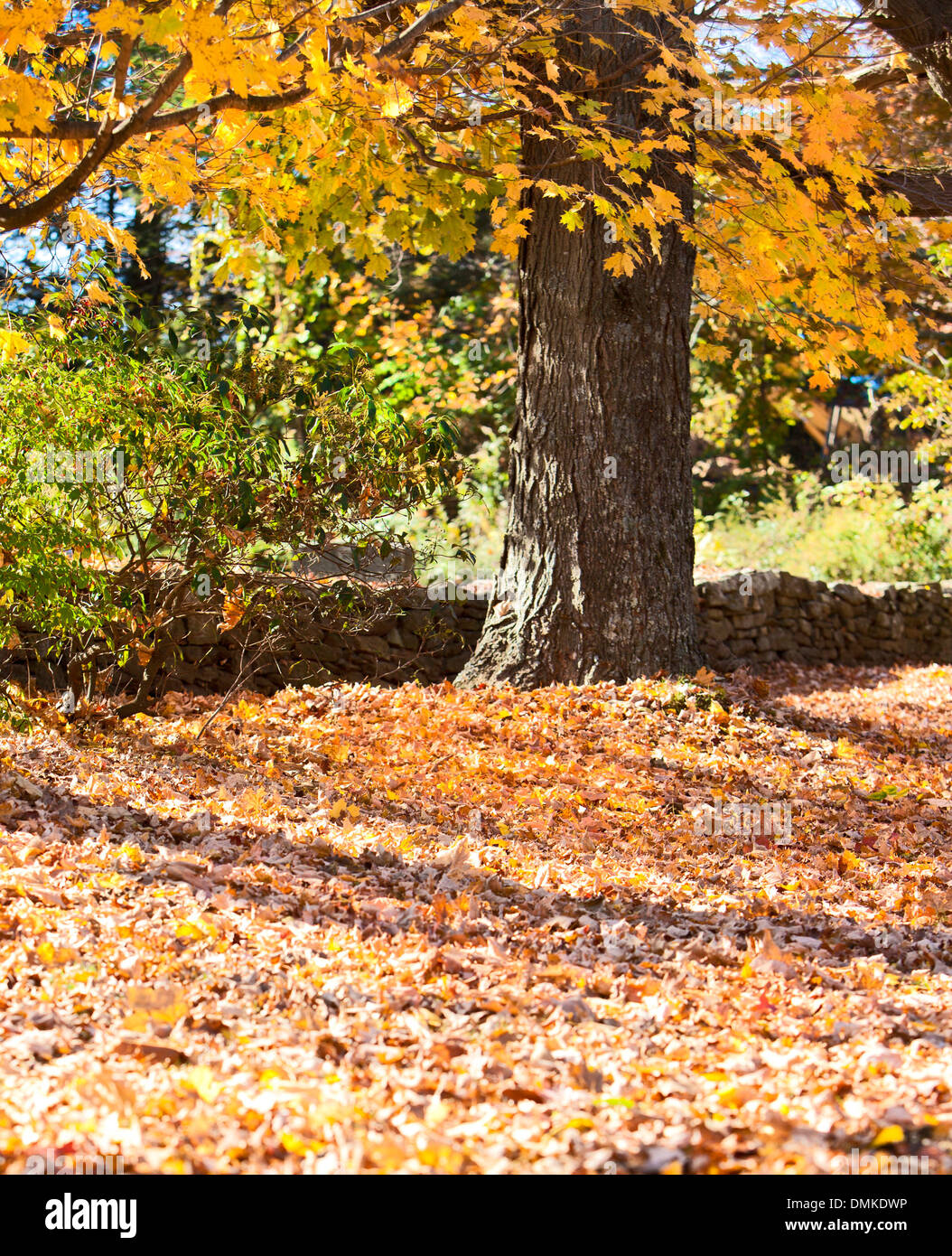 Fall foliage in a park Stock Photo - Alamy