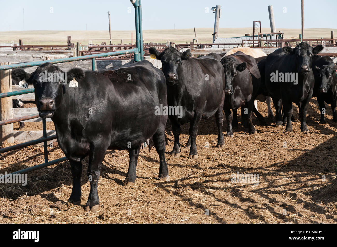 Livestock Pens Stock Photos & Livestock Pens Stock Images - Alamy