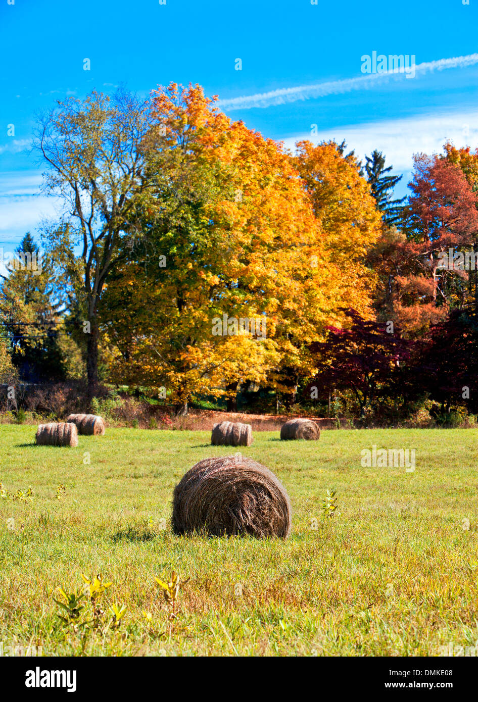 Hay needle hi-res stock photography and images - Alamy