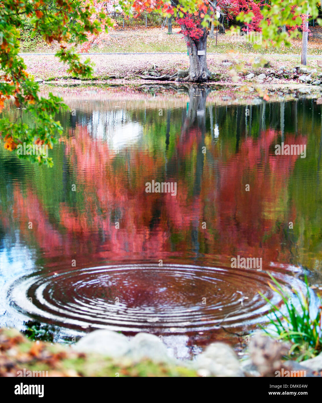 Beautiful fall scenery with tree reflection Stock Photo - Alamy