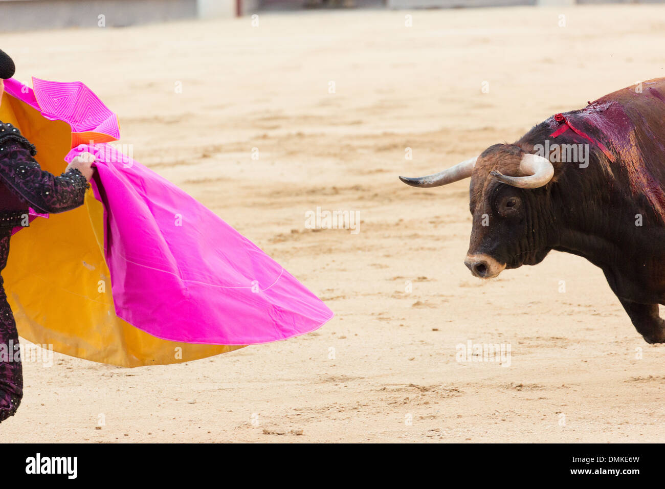 Bull about to charge a bullfighter holding out a cape Stock Photo - Alamy