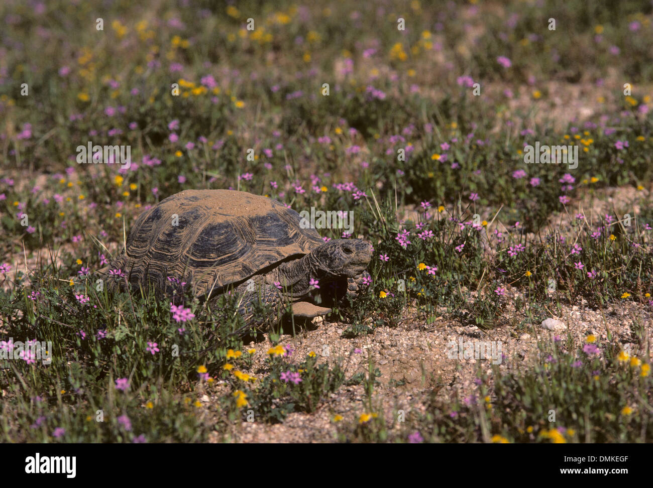 Desert tortoise, Desert Tortoise Preserve, California Stock Photo - Alamy