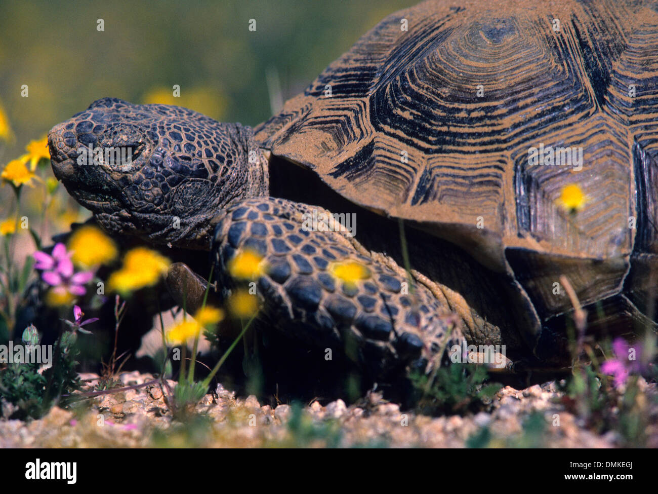 Desert tortoise natural area hi-res stock photography and images - Alamy
