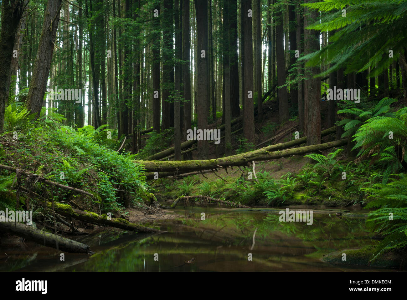 Otways hi-res stock photography and images - Alamy