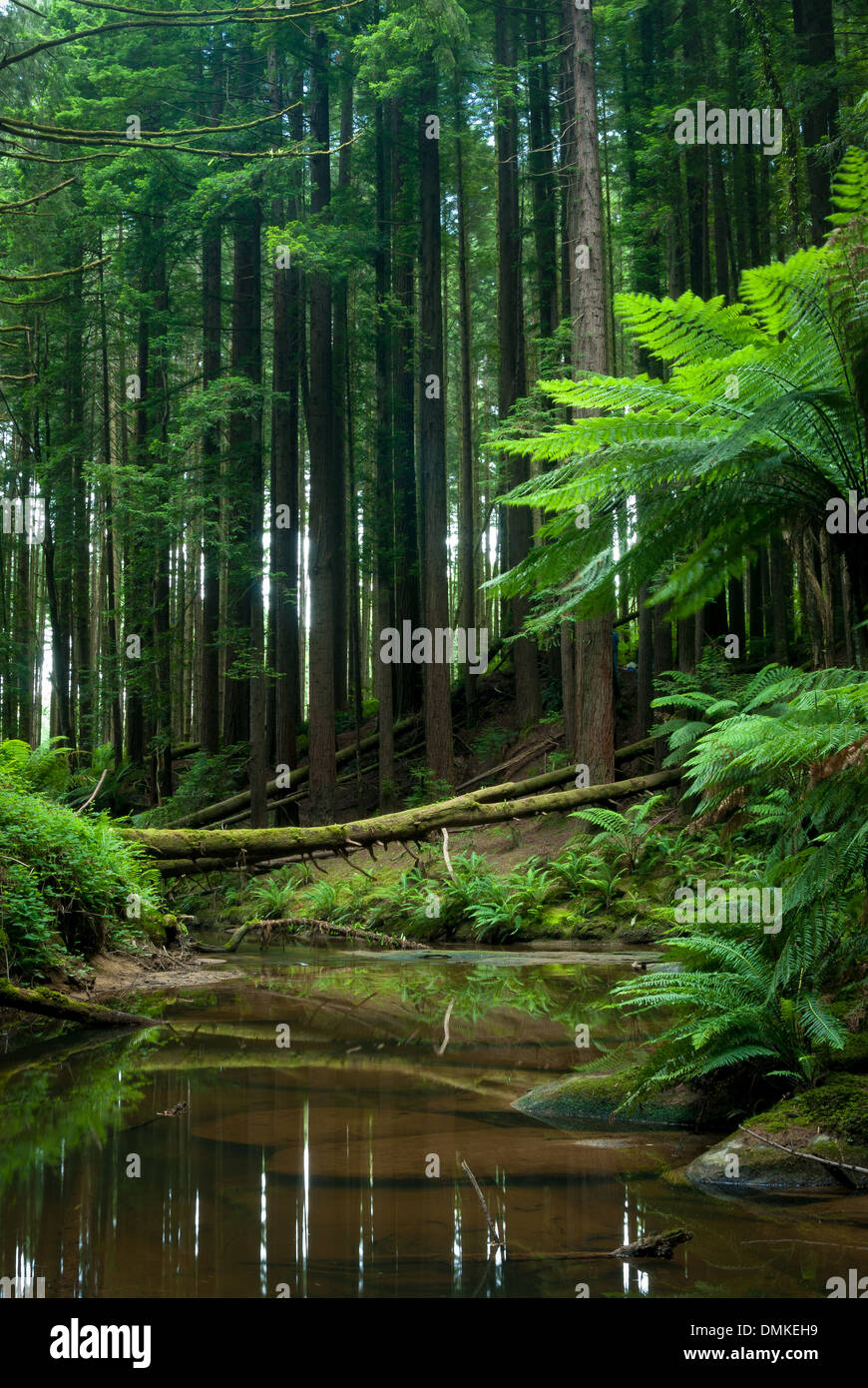 Otways hi-res stock photography and images - Alamy