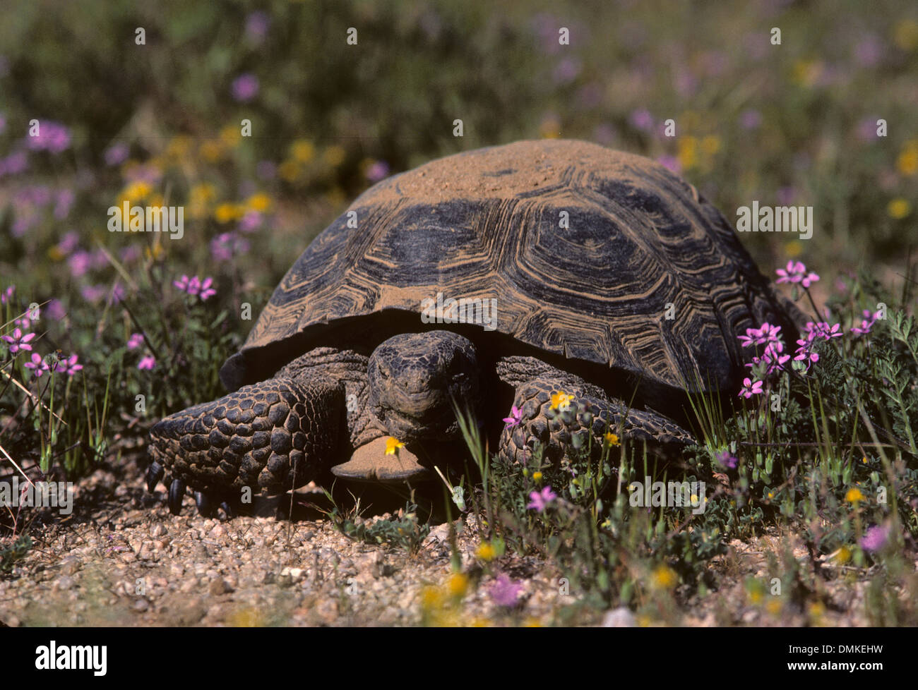 Desert tortoise, Desert Tortoise Natural Area, California Stock Photo ...
