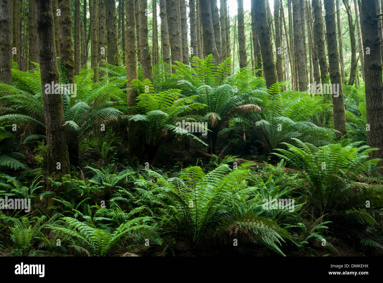 Otways hi-res stock photography and images - Alamy