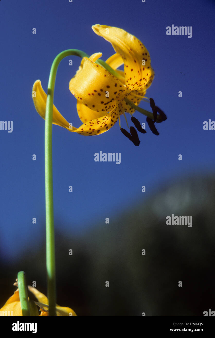 Sequoia wildflower hi-res stock photography and images - Alamy