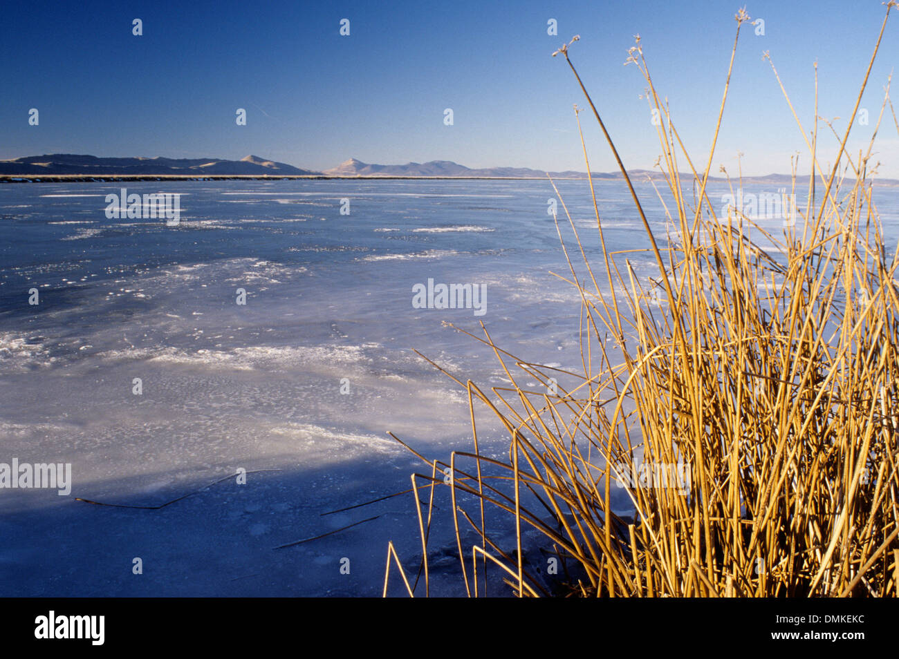 Tule reeds hi-res stock photography and images - Alamy
