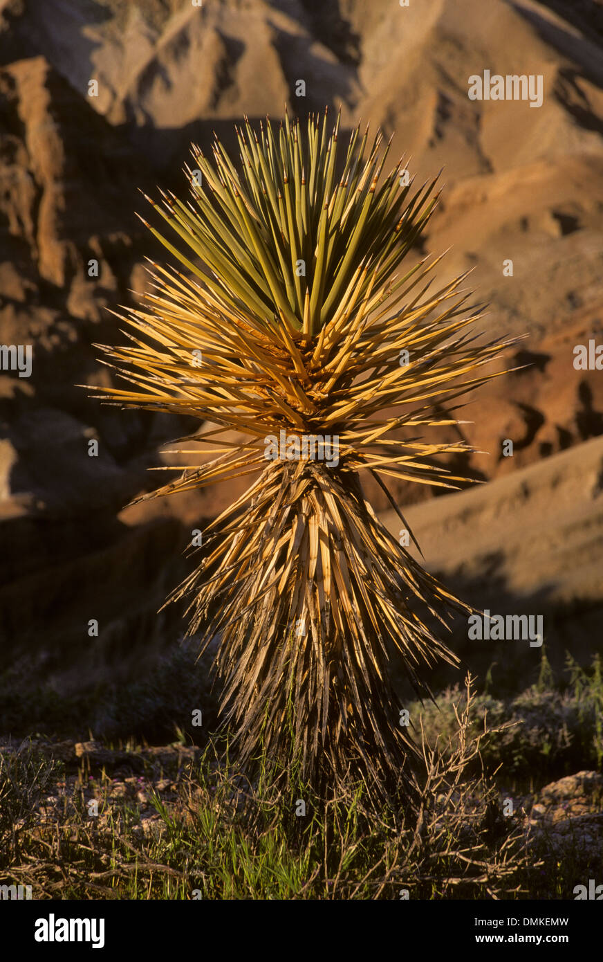 Joshua tree (Yucca brevifolia) in Owl Canyon, Rainbow Basin Natural ...