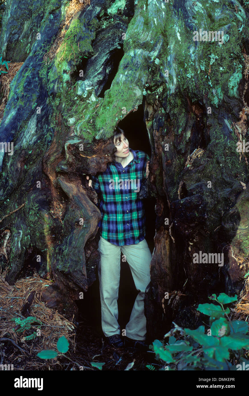 Hermit's Hut, Hendy Woods State Park, California Stock Photo - Alamy