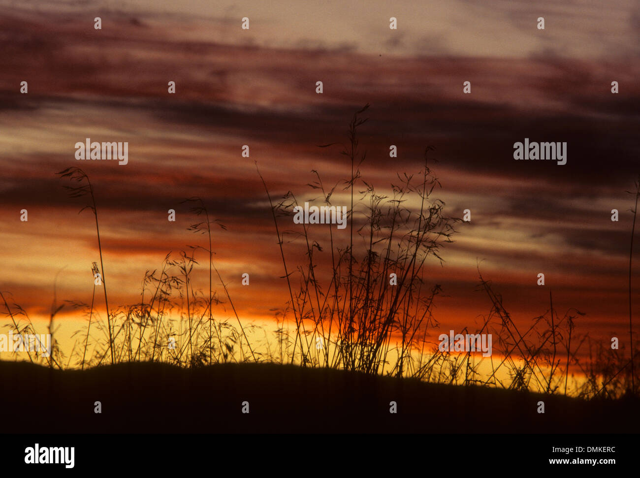 Grassland sunset, Antelope Valley California Poppy Reserve, California ...