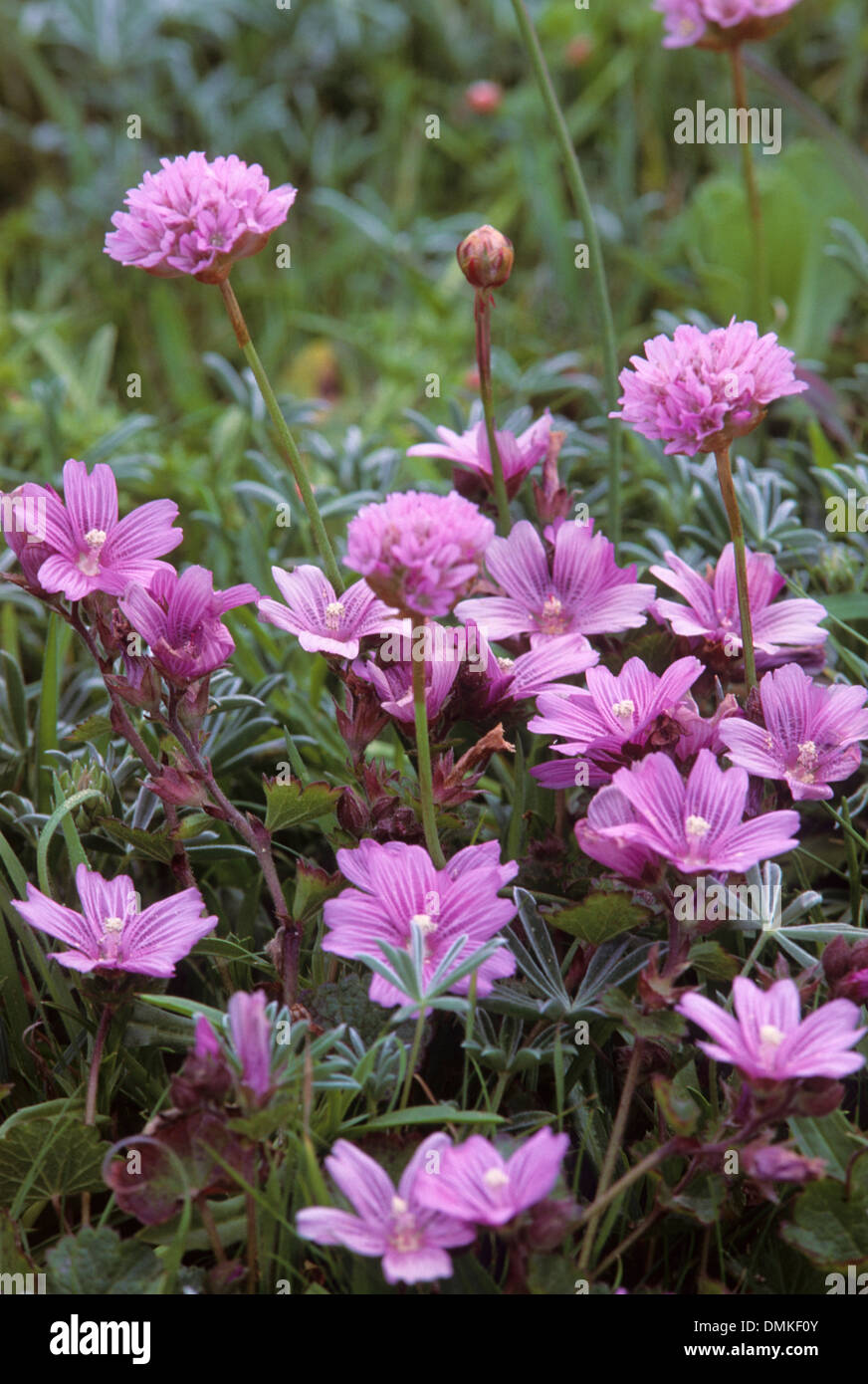 California geranium hi-res stock photography and images - Alamy