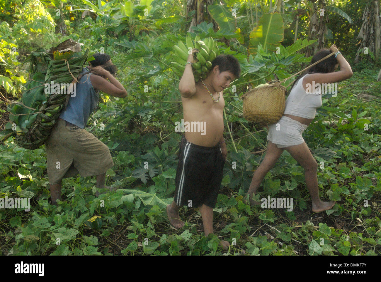 Hoti villagers harvesting fruit and vegetables in their garden in the ...