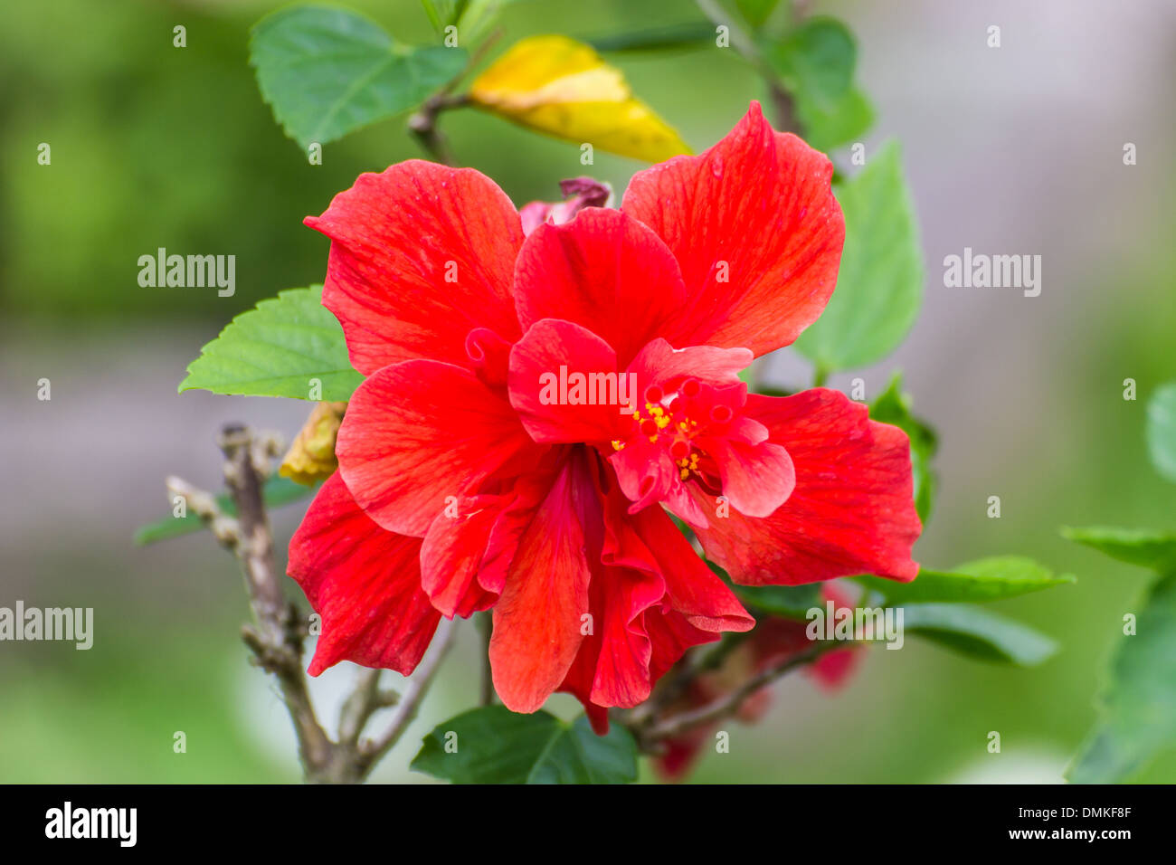 Red Hibiscus flowers Stock Photo - Alamy