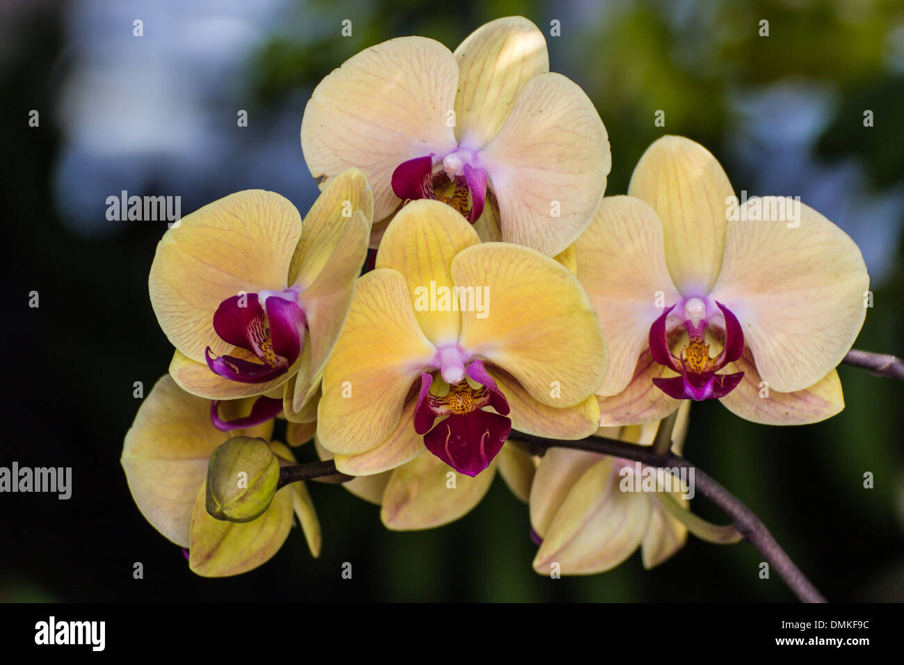 Orchid garden hi-res stock photography and images - Alamy