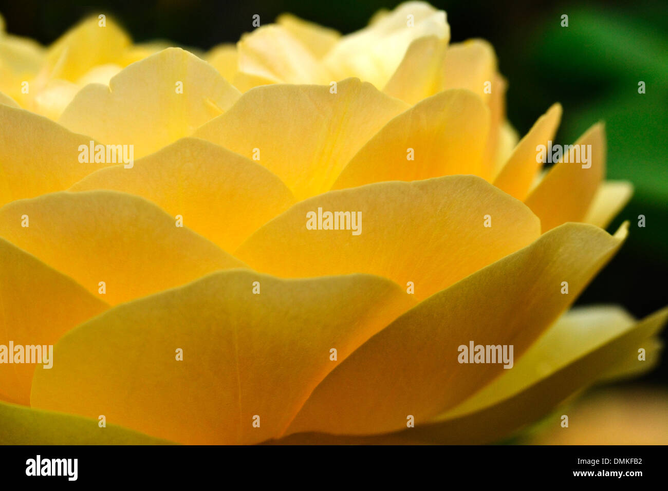 Pure yellow rose hi-res stock photography and images - Alamy