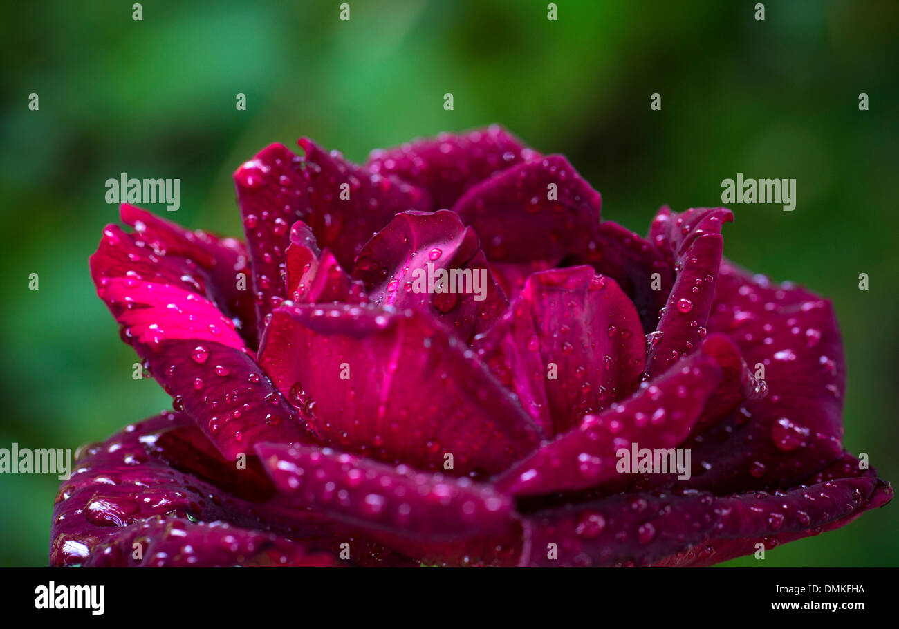 Beautiful purple rose shot outdoors with natural light with drops of ...
