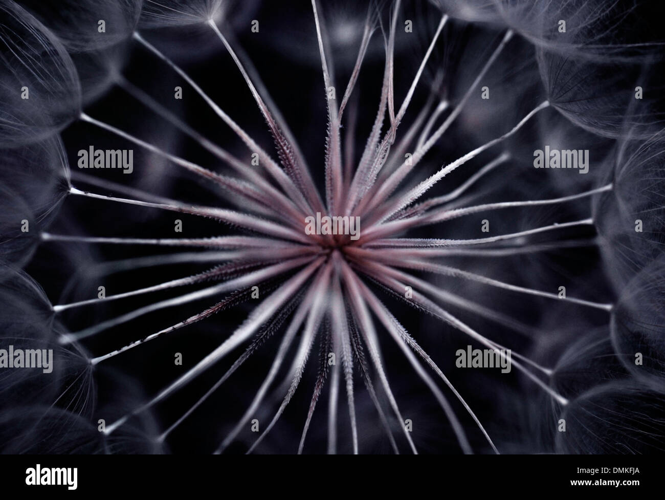 The inner structure of the dandelion head creates interesting abstract ...