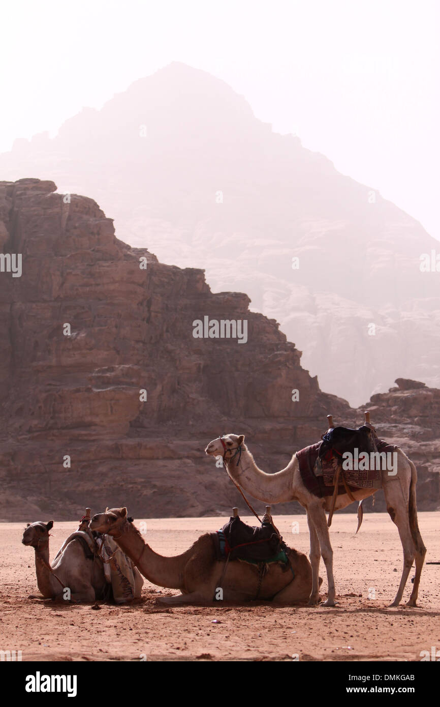 Group if Camels @Wadi Ram - Jordan Stock Photo - Alamy