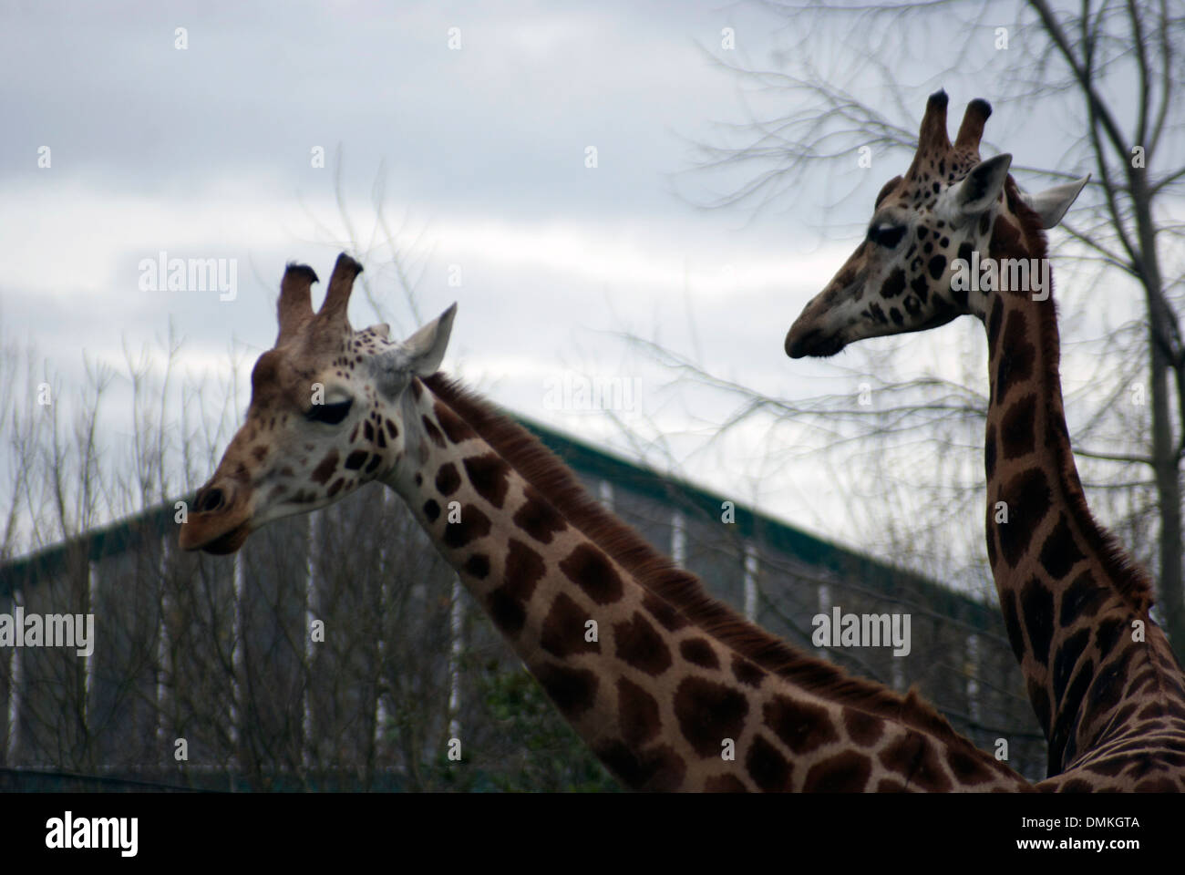 Giraffes at chester zoo hi-res stock photography and images - Alamy