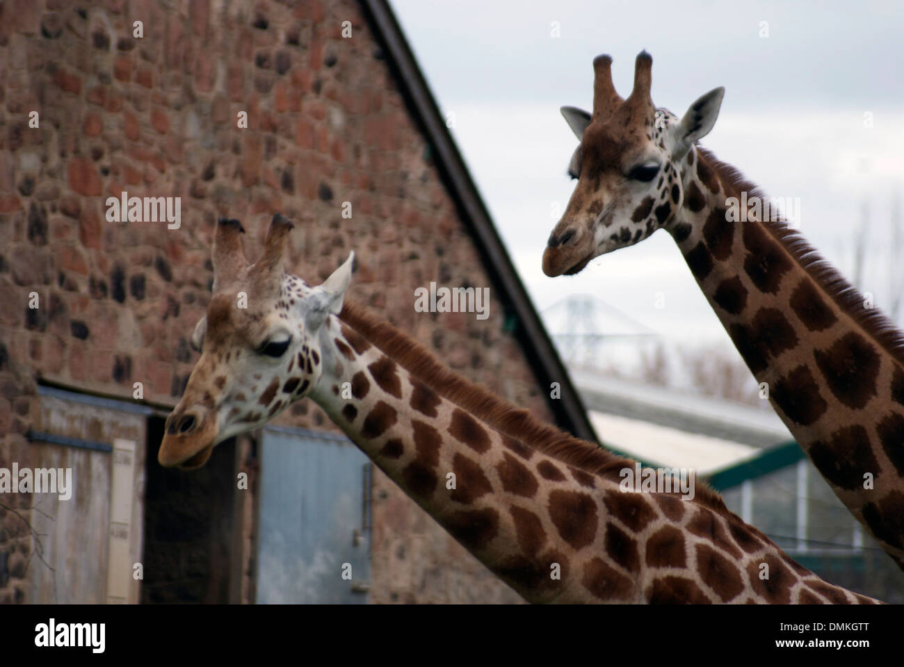 Two giraffes standing in front of a brick-built building at Chester Zoo ...