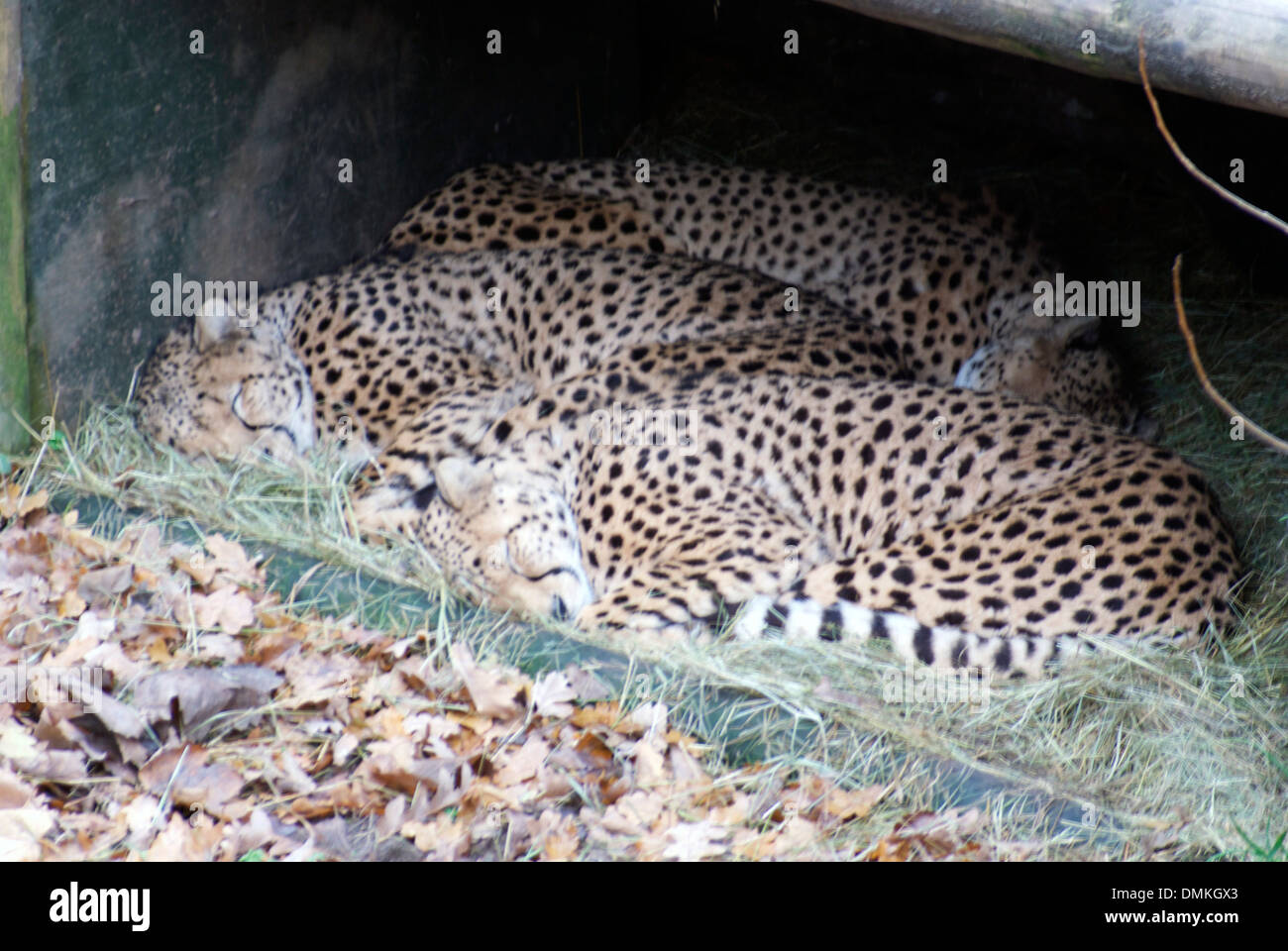 Three cheetahs sleeping in an enclosure at Chester Zoo Stock Photo - Alamy