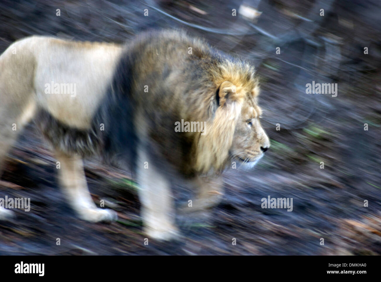 Lion at Chester Zoo Stock Photo - Alamy
