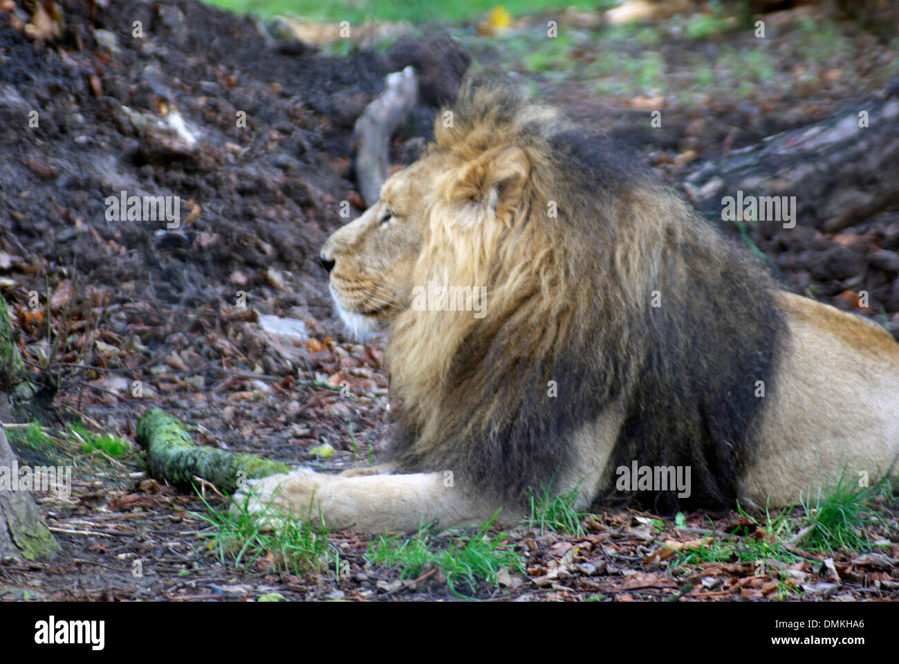 Lion at Chester Zoo Stock Photo - Alamy