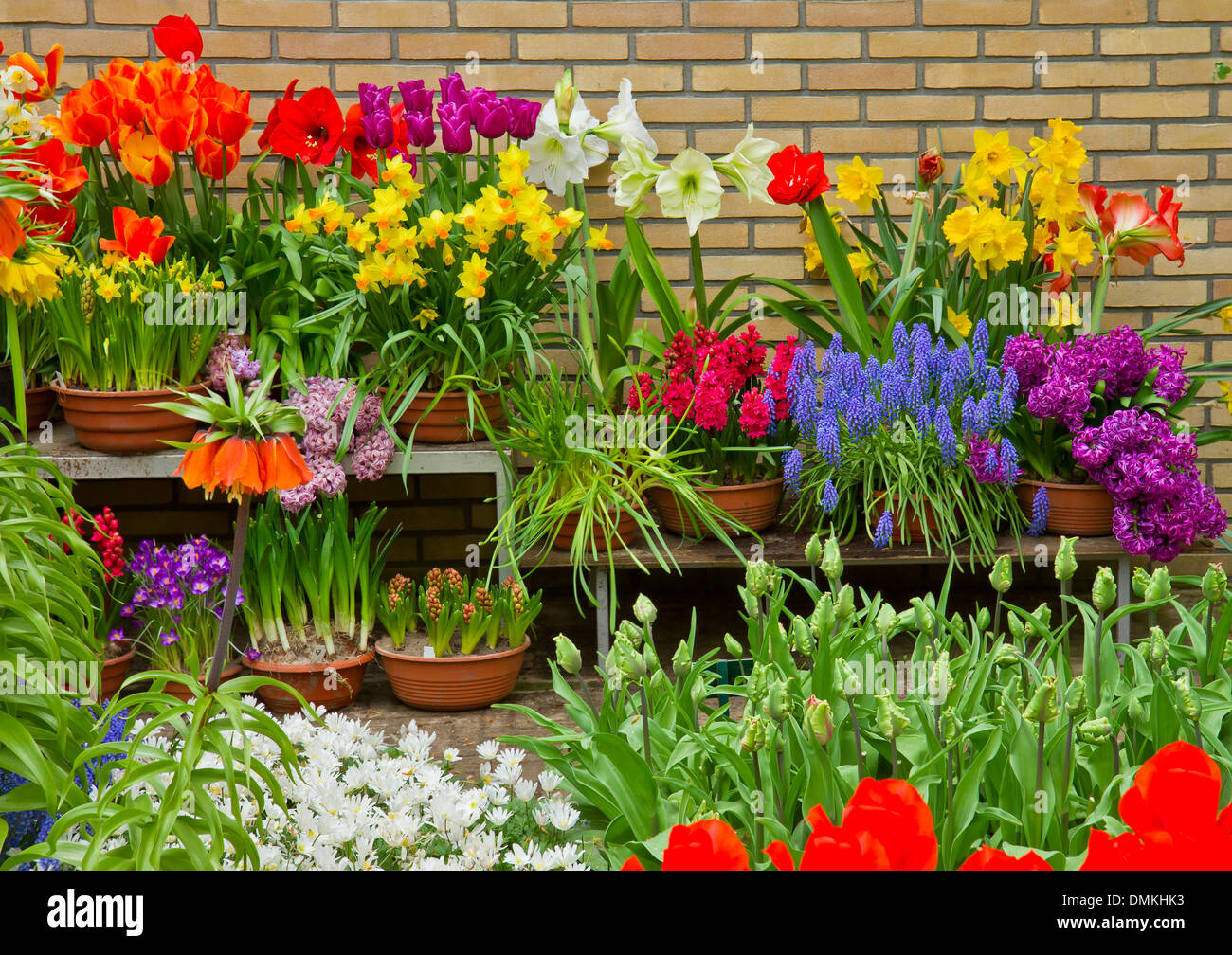 colorful flower shop Stock Photo - Alamy