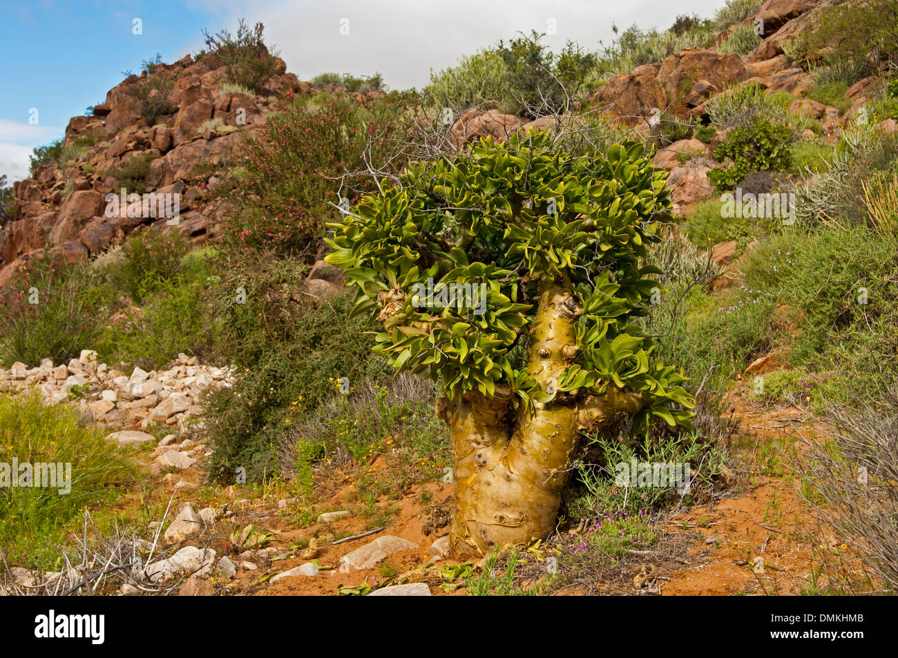 Botterboom or Butter Tree (Tylecodon paniculatus), Richtersveld, South ...