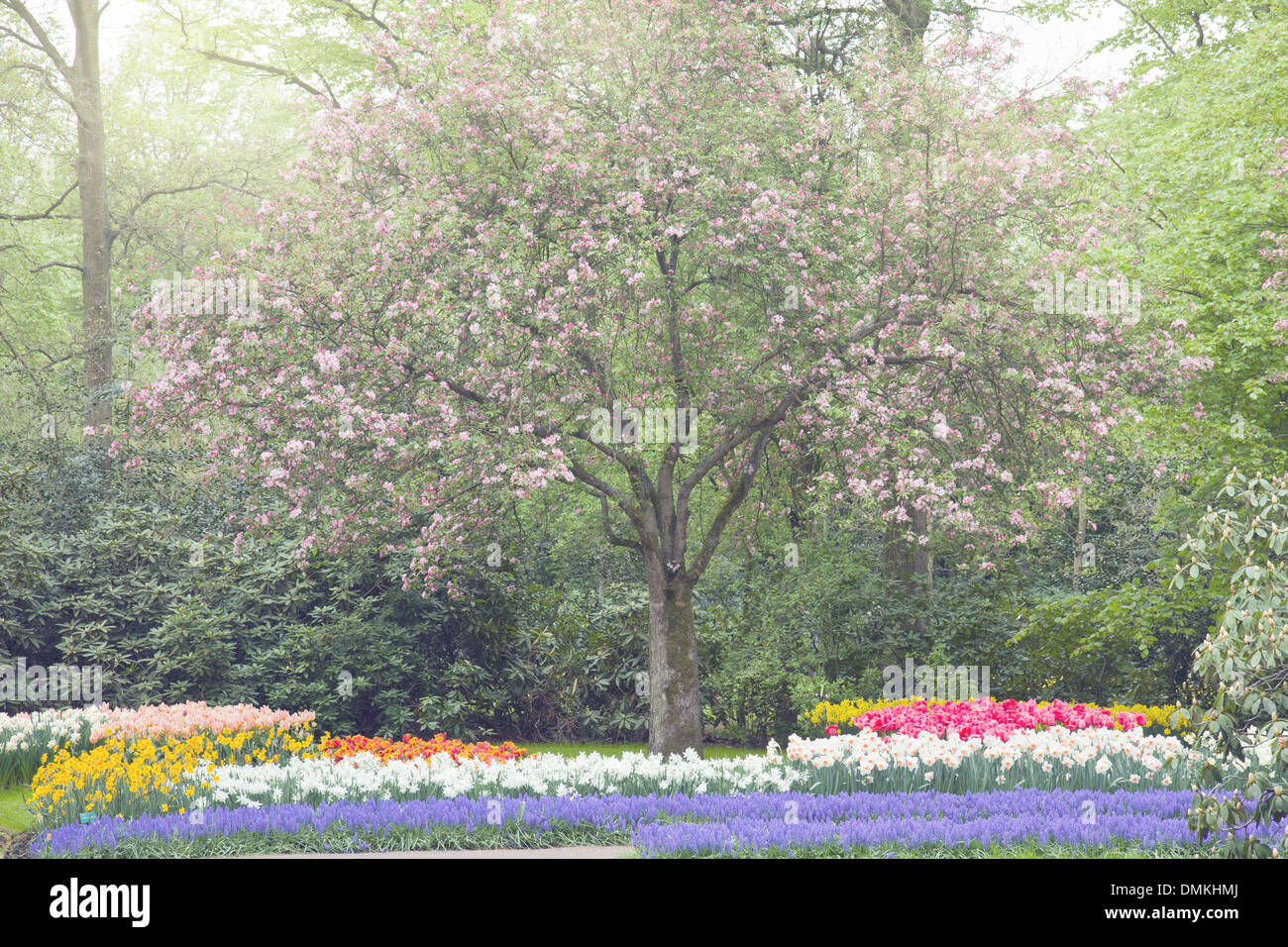 spring blossom tree Stock Photo - Alamy