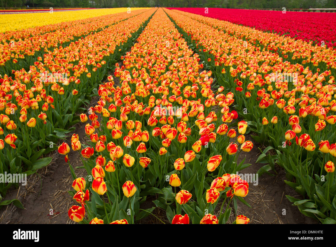 Rows of orange dutch tulips Stock Photo - Alamy