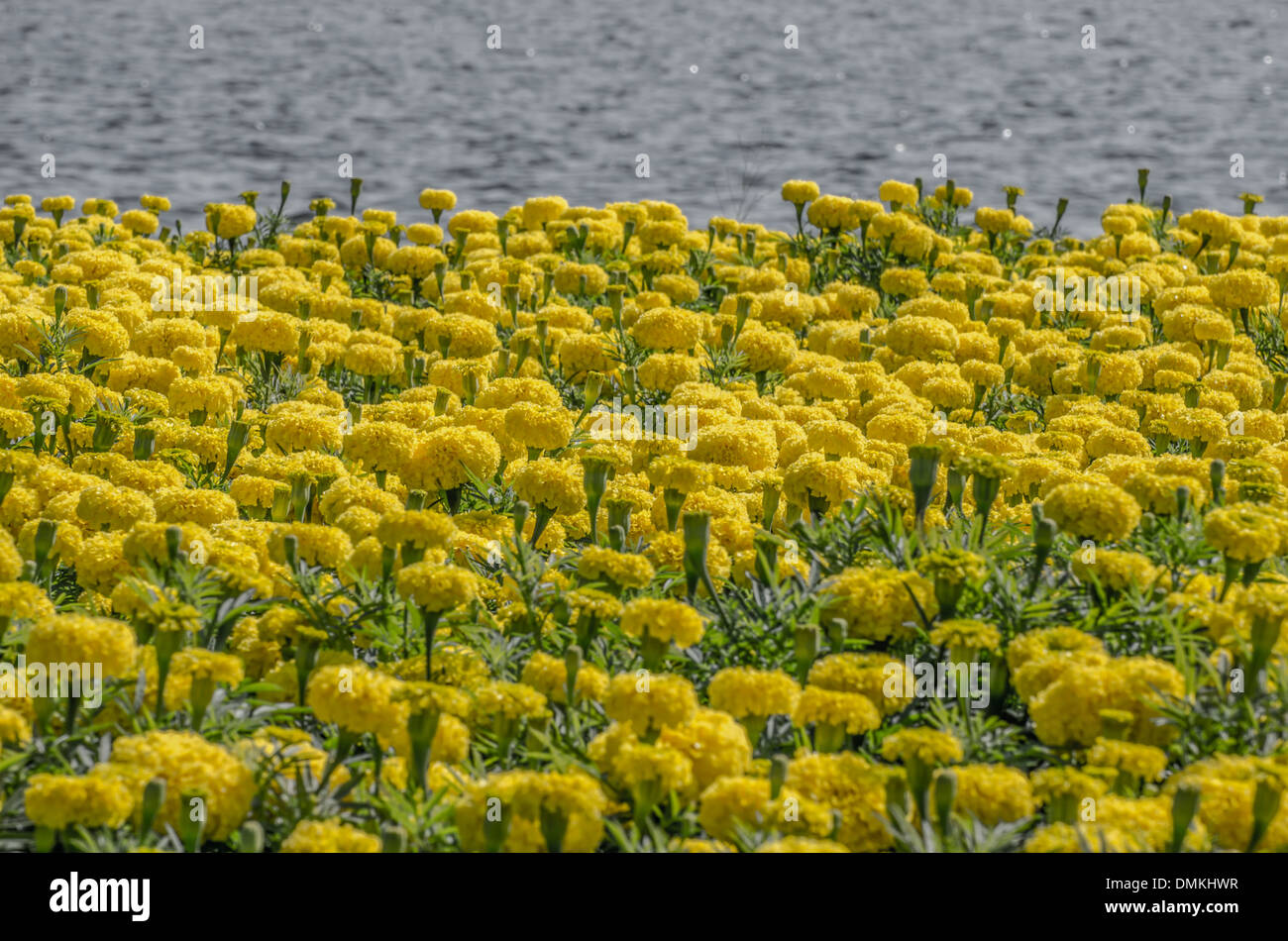 Yellow flower with many beautiful rivers Stock Photo - Alamy