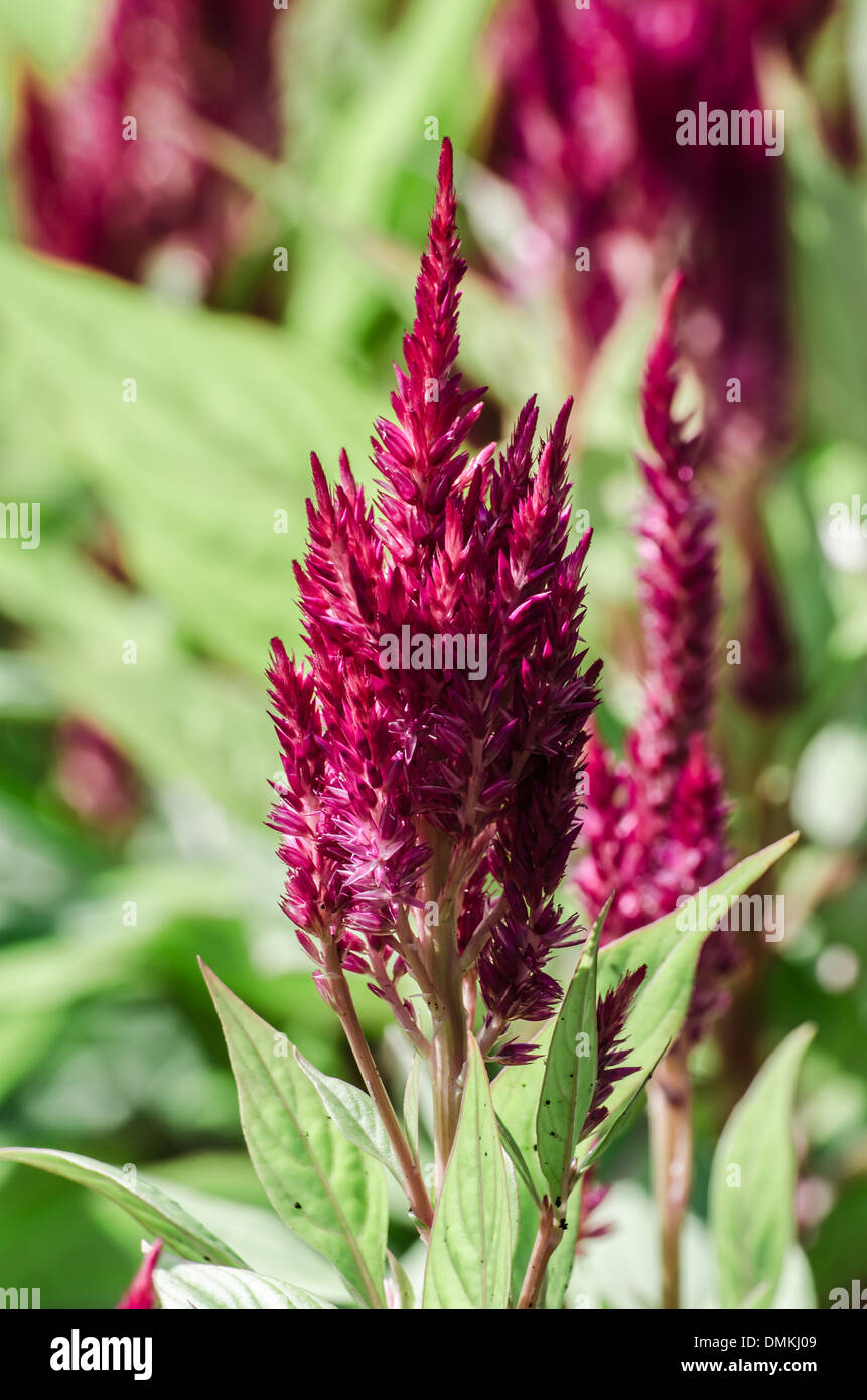 Colorful purple flowers Stock Photo - Alamy