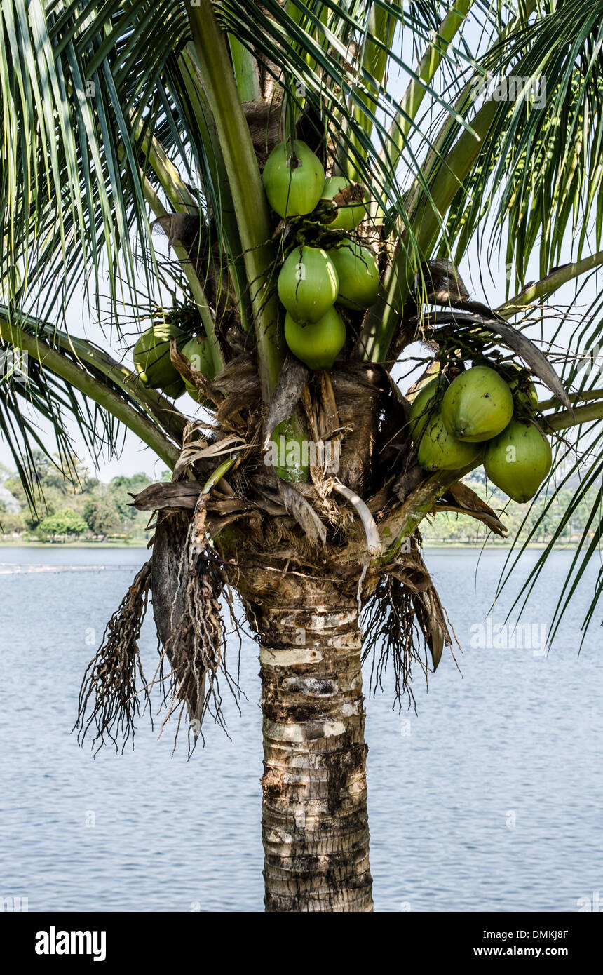 Coconut trees filled with coconuts a lot Stock Photo - Alamy