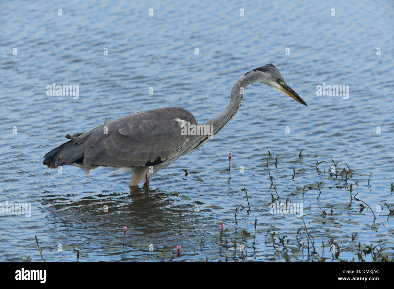 Grey Heron Ardea cinerea immature feeding in shallow water Stock Photo ...