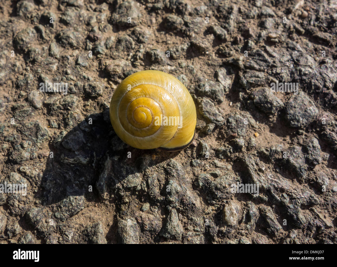 Young snail hi-res stock photography and images - Alamy