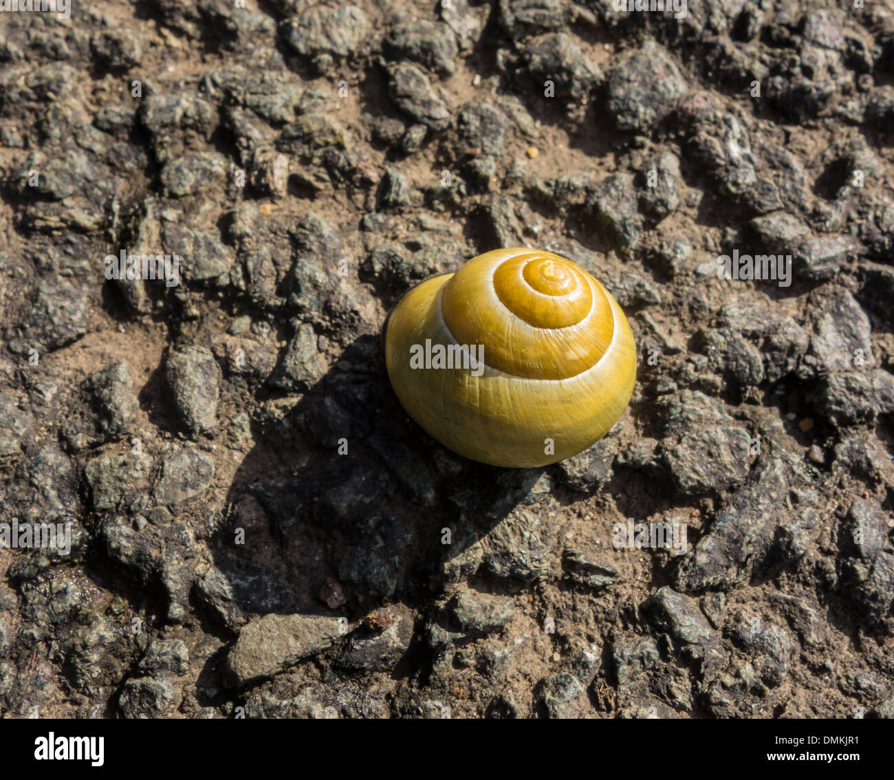 Young snail shell on road Stock Photo - Alamy