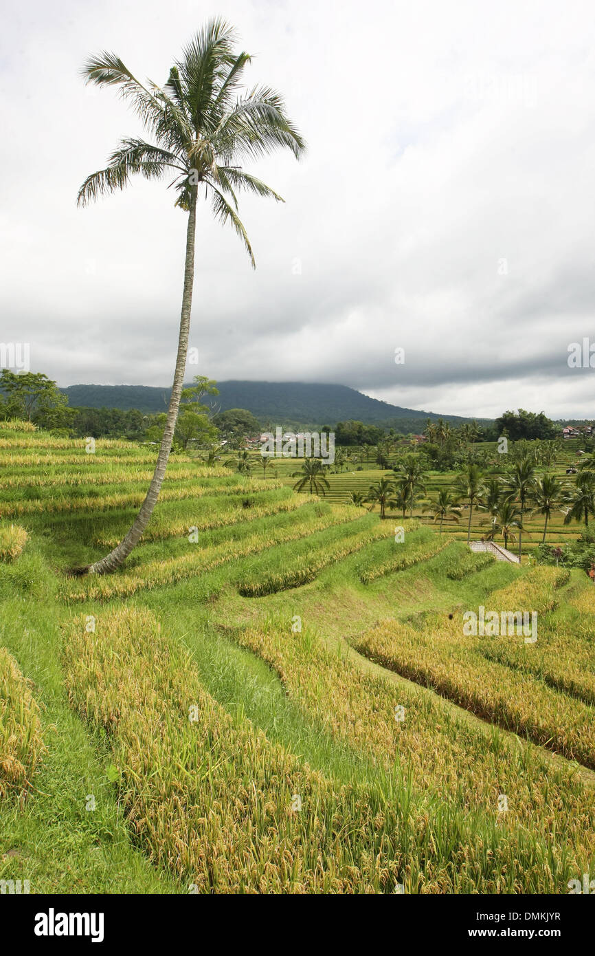Subak world heritage hi-res stock photography and images - Alamy