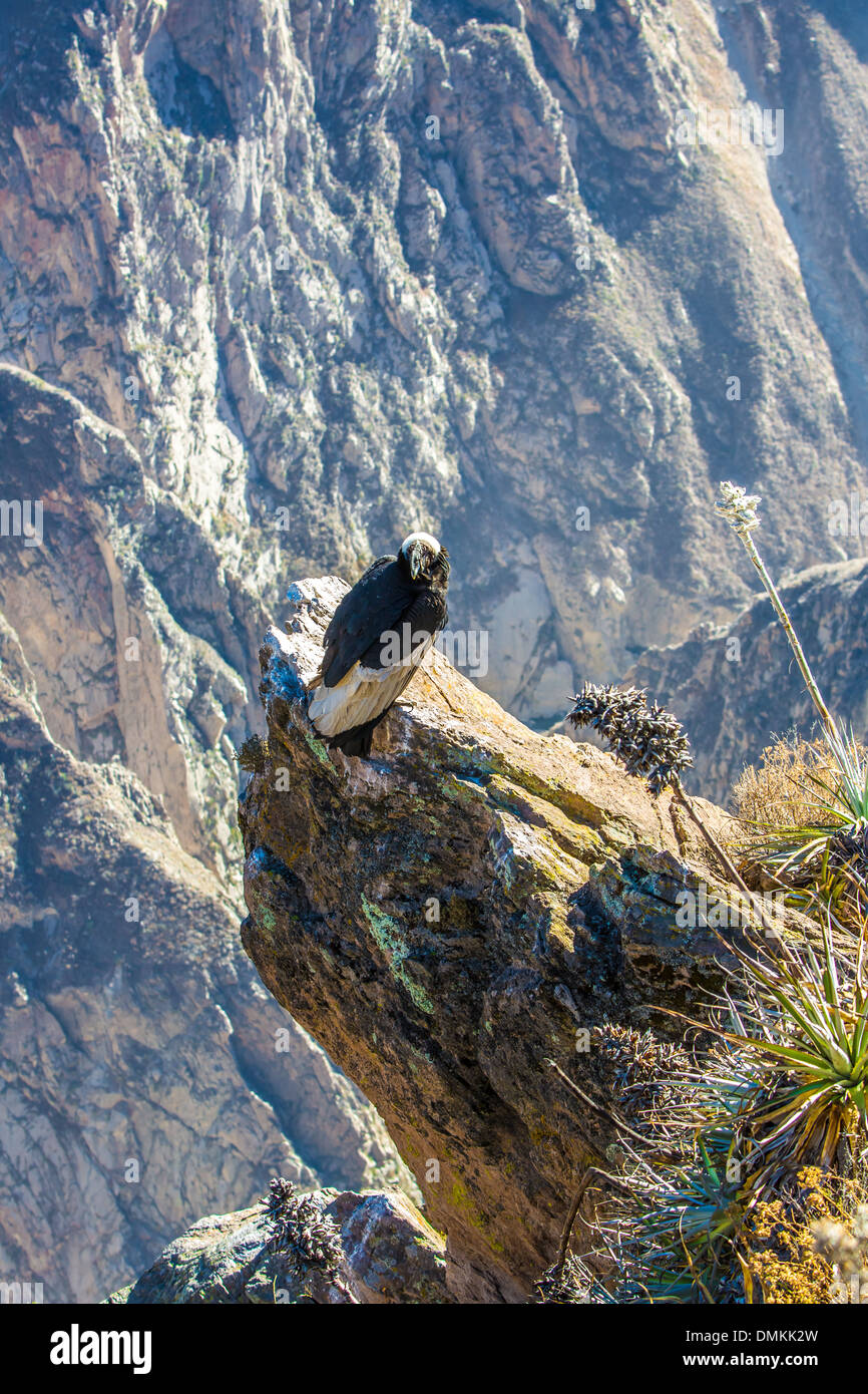 Condor at Colca canyon sitting,Peru,South America. This is a condor the ...