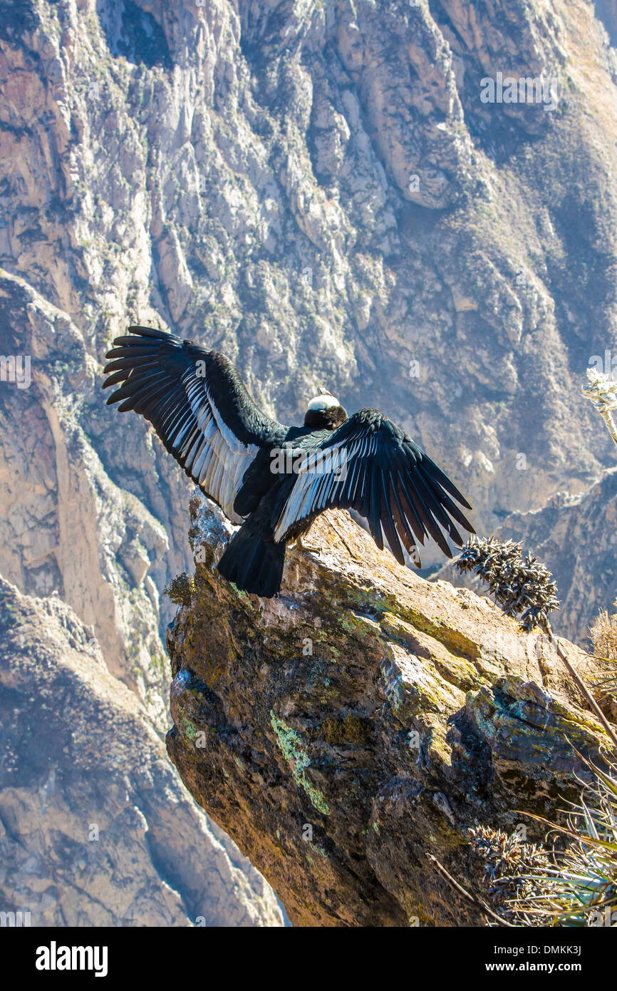 Condor at Colca canyon sitting,Peru,South America. This is a condor the ...