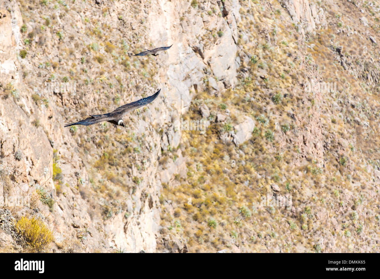 Flying condor over Colca canyon,Peru,South America. This is a condor ...